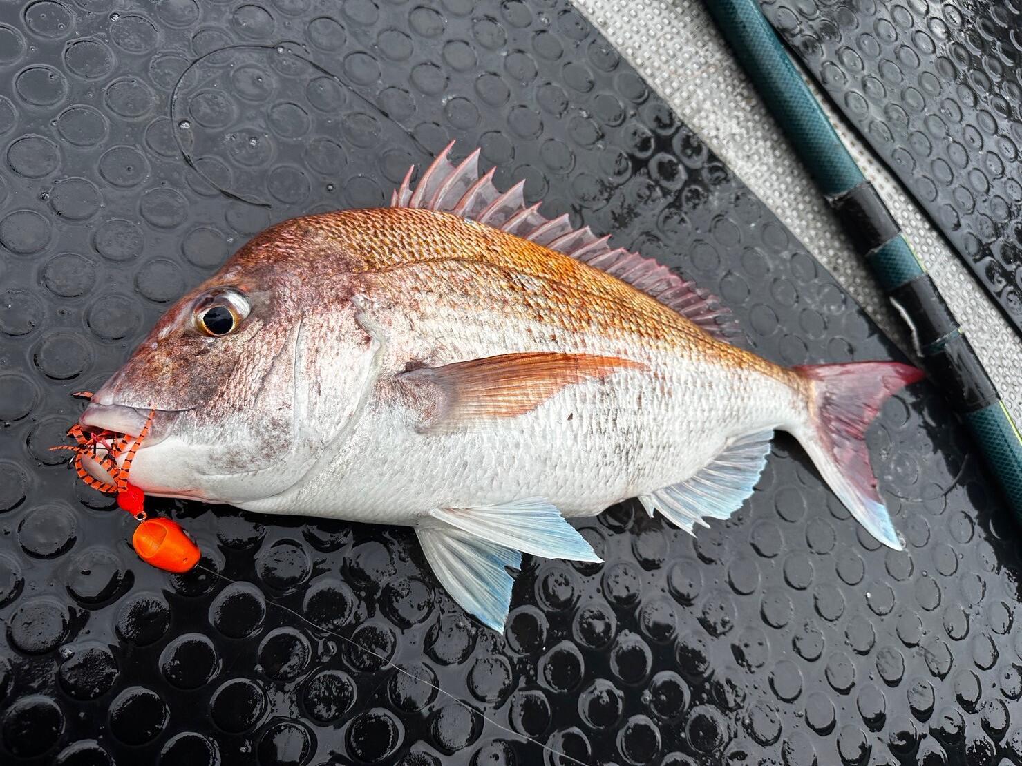 ゆらゆら玉｜AbuGarcia｜釣具の総合メーカー ピュア・フィッシング・ジャパン